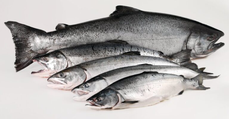 Fish species - Seafish Training