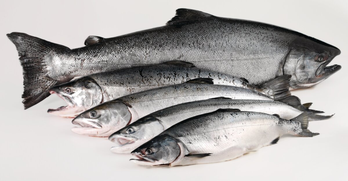 Fish species - Seafish Training