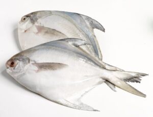 Pomfret - Seafish Training