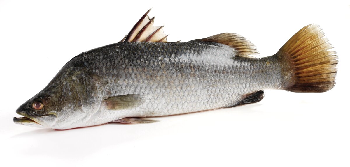 Barramundi - Seafish Training