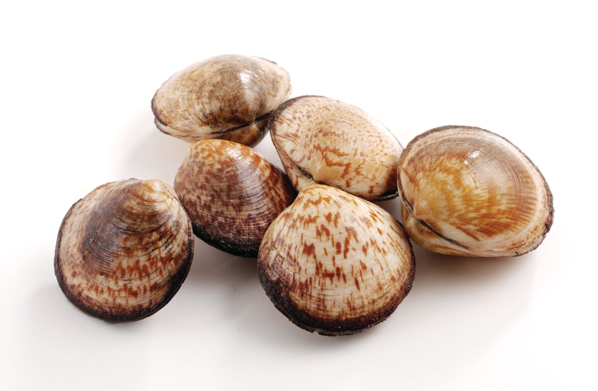 Armande clam - Seafish Training