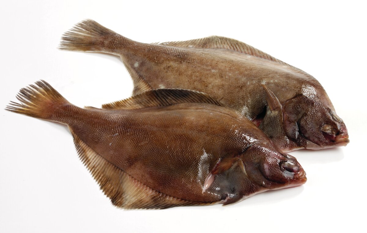 Flounder and Dab - Seafish Training