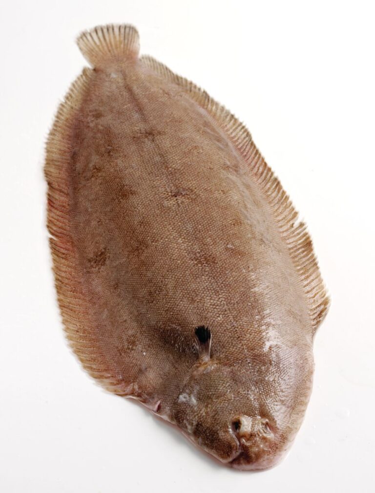 Dover sole - Seafish Training