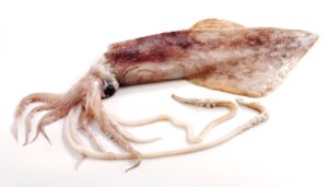Cephalopod species list - Seafish Training