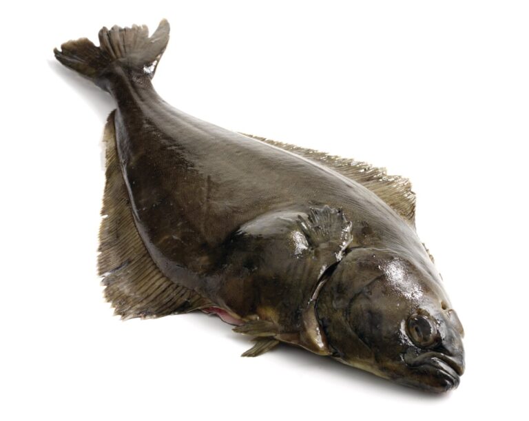 Halibut - Seafish Training