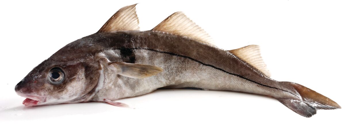 Haddock - Seafish Training