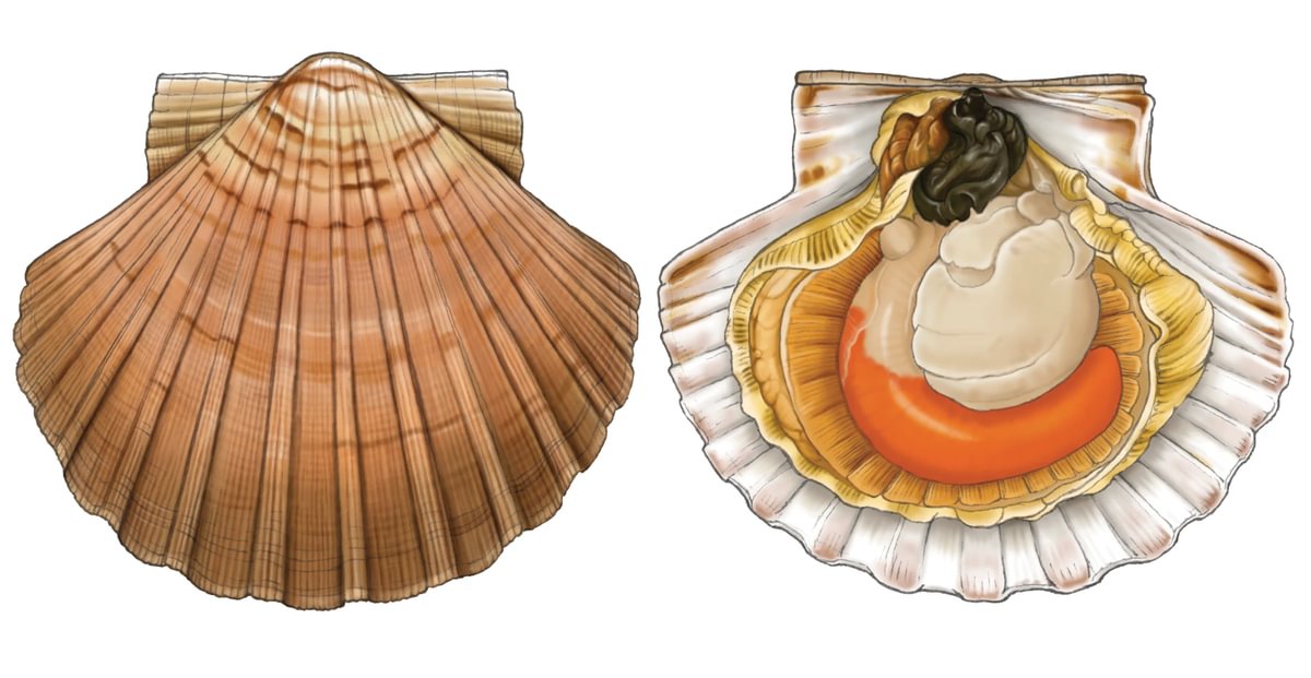 scallop processors resources - Seafish Training
