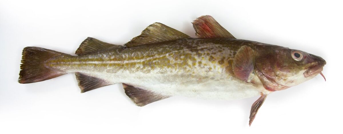 Cod - Seafish Training