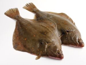 Plaice - Seafish Training