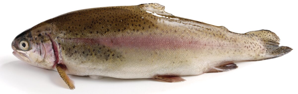 Trout (Brown, Sea, Golden and Rainbow) - Seafish Training