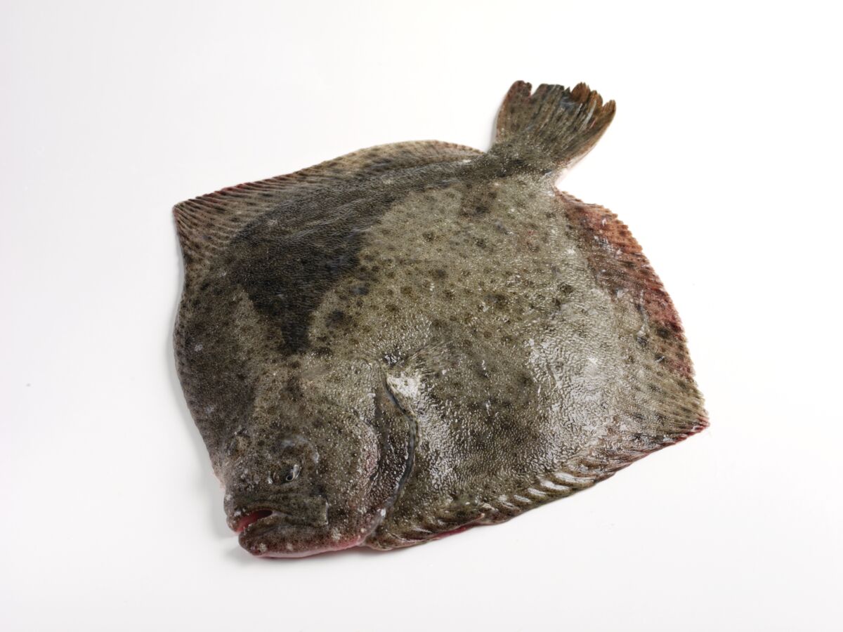 Turbot - Seafish Training