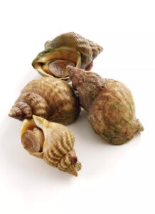 Whelk and Winkle - Seafish Training