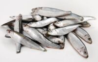 Whitebait - Seafish Training