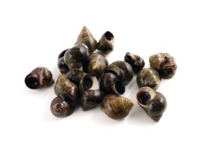 Whelk and Winkle - Seafish Training