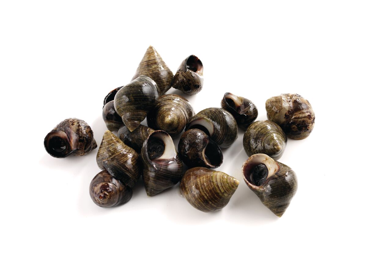 Whelk and Winkle - Seafish Training