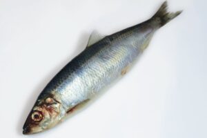 Herring - Seafish Training