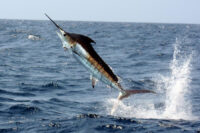 Marlin - Seafish Training
