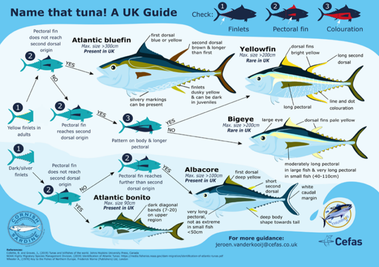 Business Guide Bluefin Tuna Quality - Seafish Training